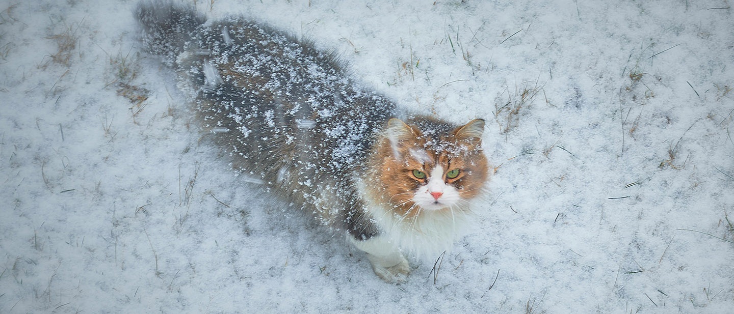 Schne Katze Luft Im Kreis Ebenbild