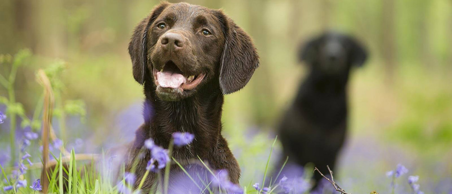 Gele Labrador Versus Golden Retriever Der Unterschied Zwischen Einem