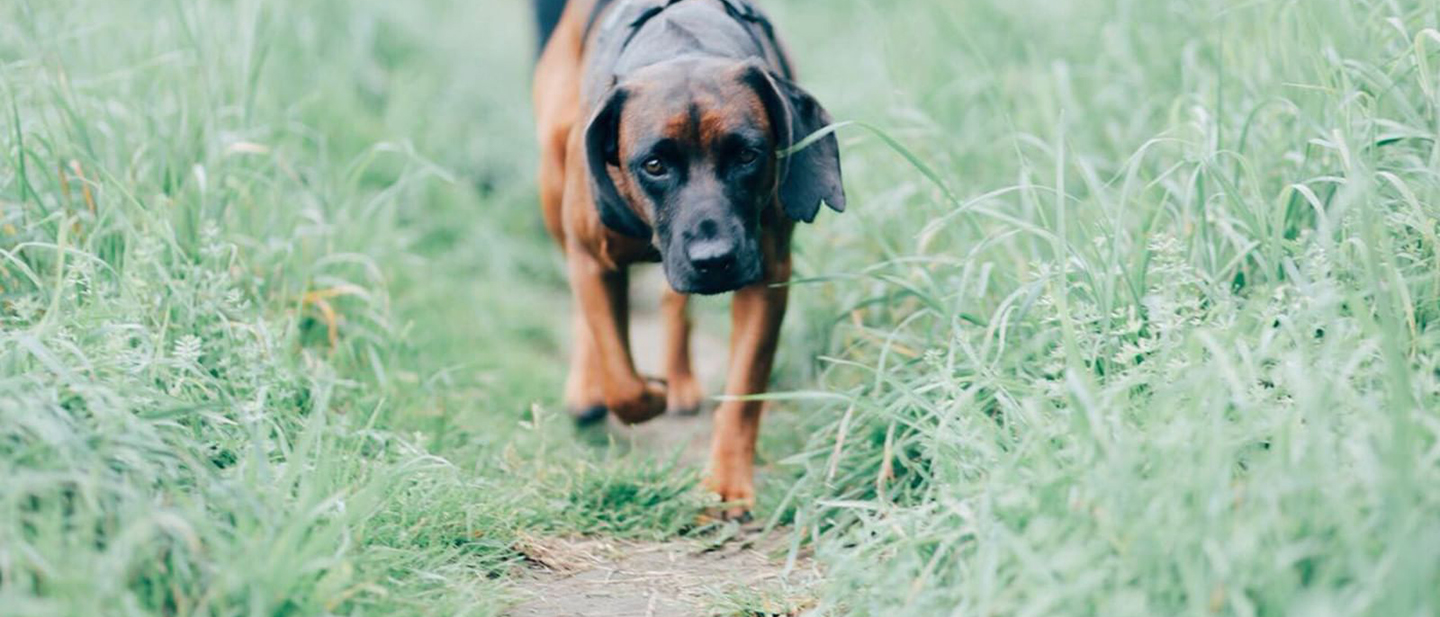 Sportliche Aktivitäten mit dem Hund | Perfect Fit